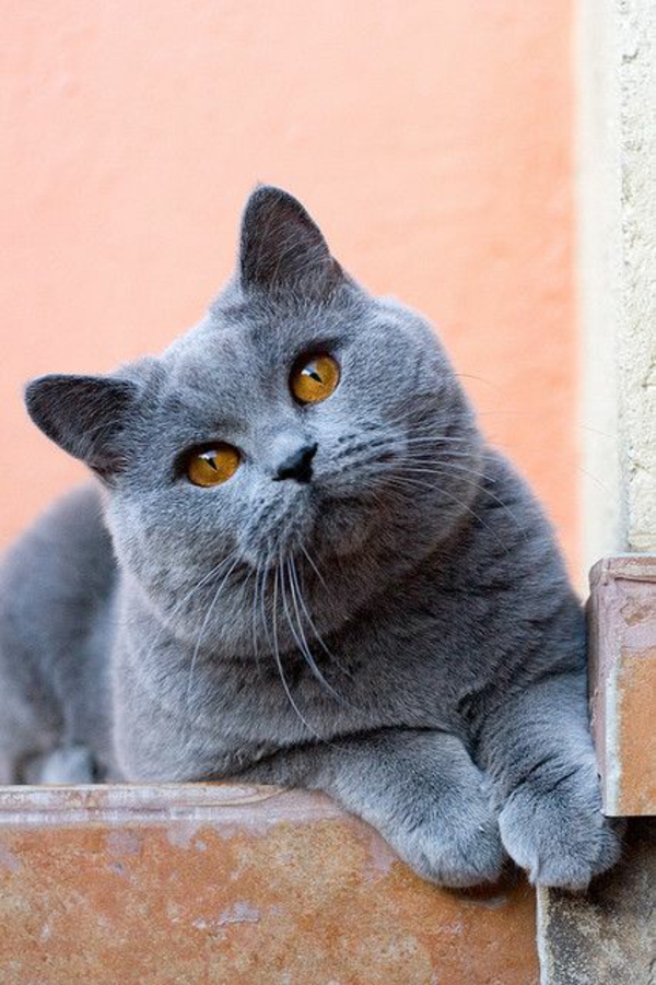 Katze Haustier: Ist die Katze ein passendes Haustier für Sie?