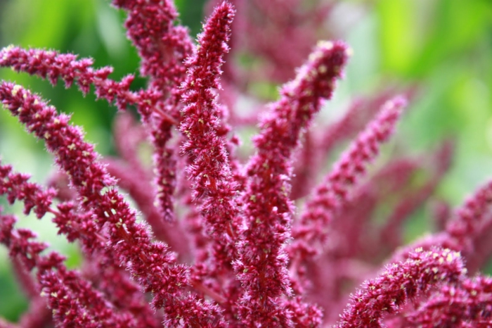 gesund, gesünder, Amaranth