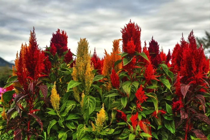 Amaranth im Garten anbauen: Dein kompletter Guide vom Korn zur Ernte