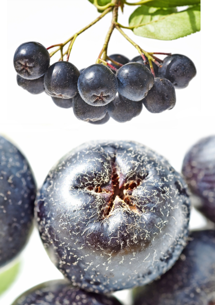 Zauberpflanze Aronia- Erfahren Sie mehr!