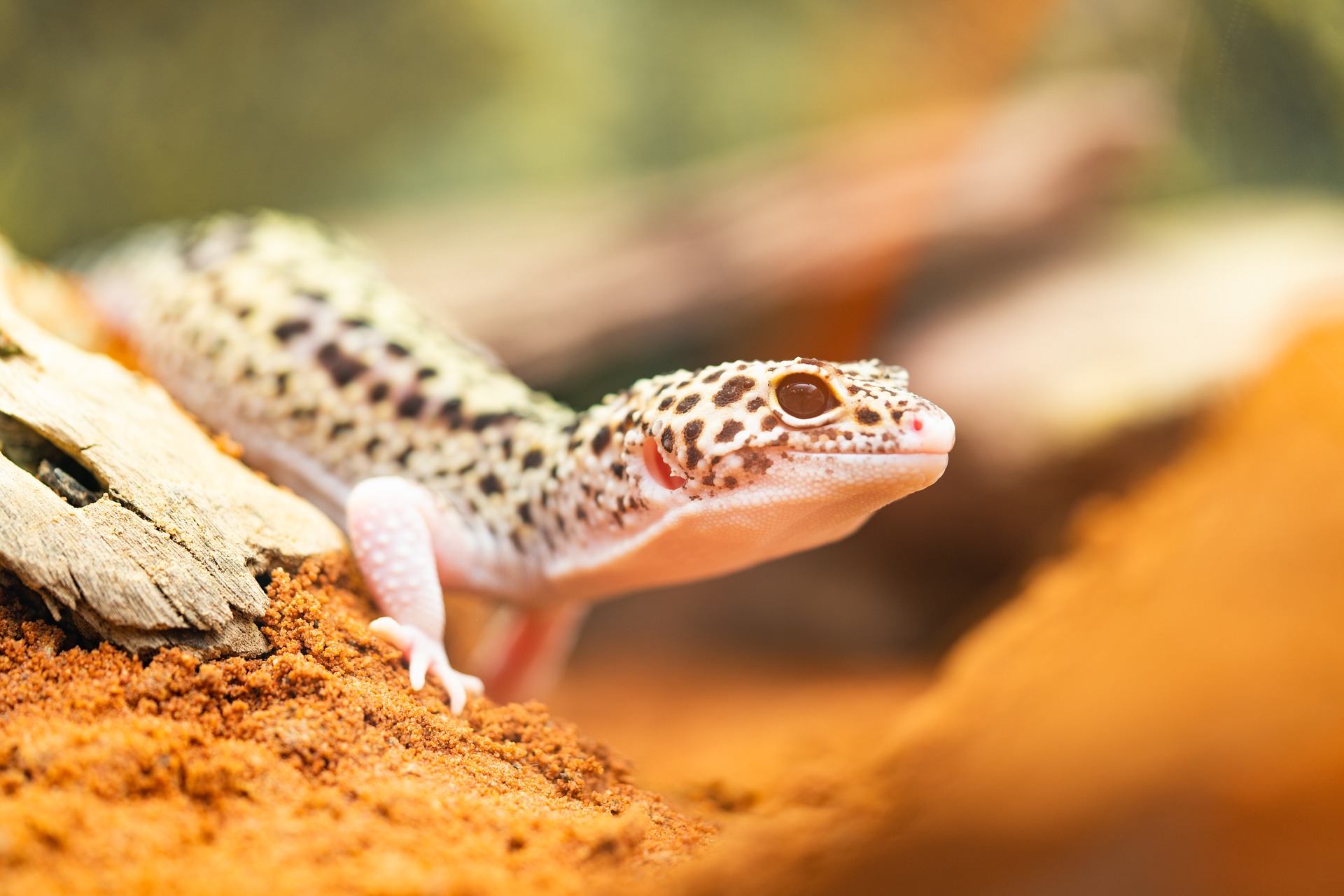 Artgerechte Leopardgecko Haltung – Tipps rund um die Einrichtung und ...